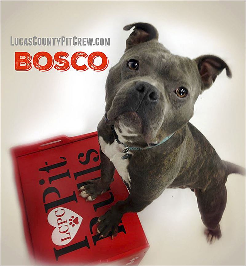 Seized Dog Could Spark Legal Fight Toledo Blade Seized Dog Could Spark Legal Fight Toledo Blade