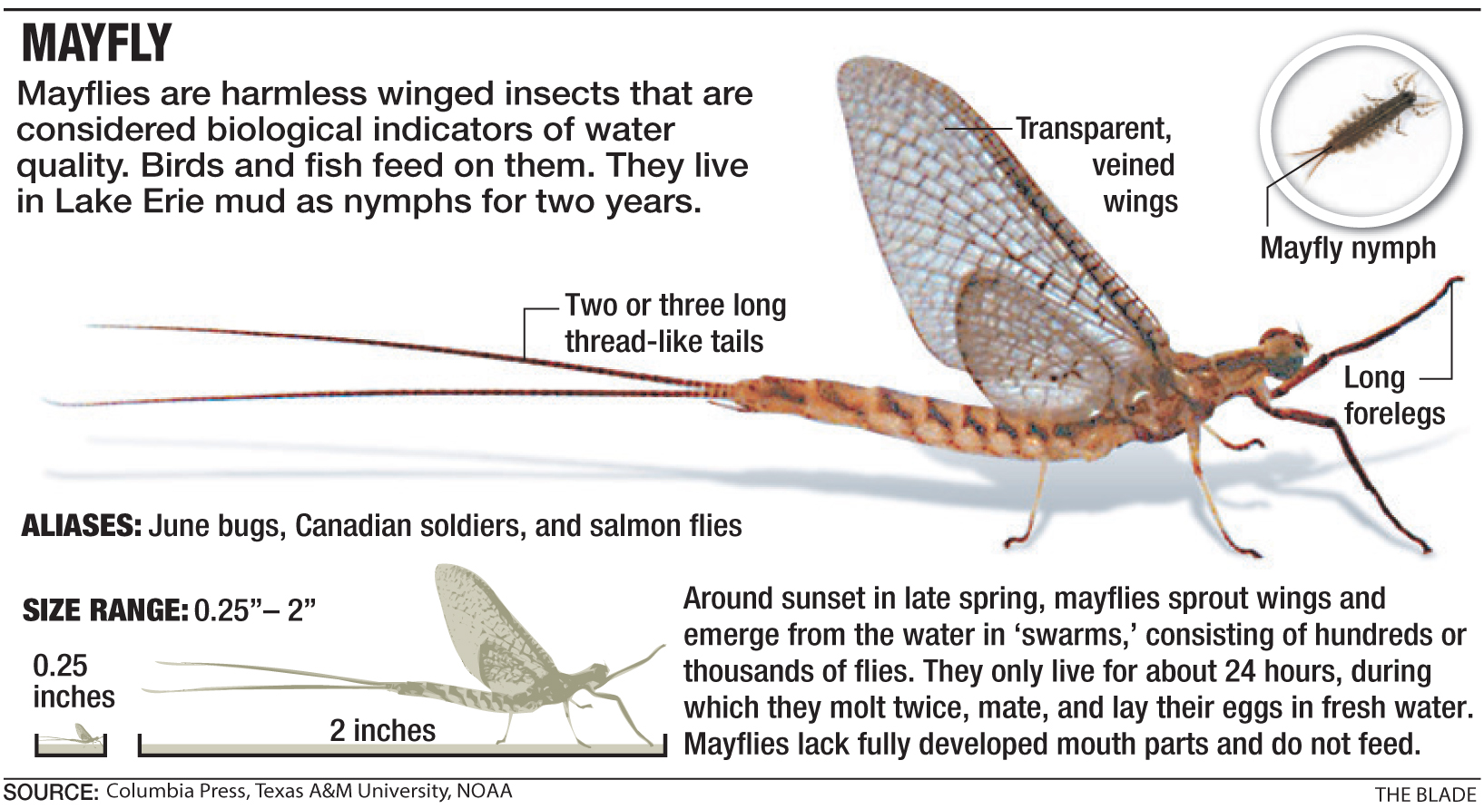 Mayfly Bite