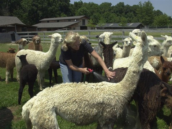 Raising alpacas still produces cozy profits, breeders report | The Blade