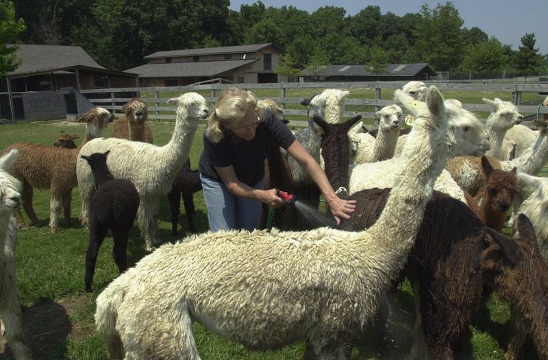 Raising alpacas still produces cozy profits, breeders report - The Blade