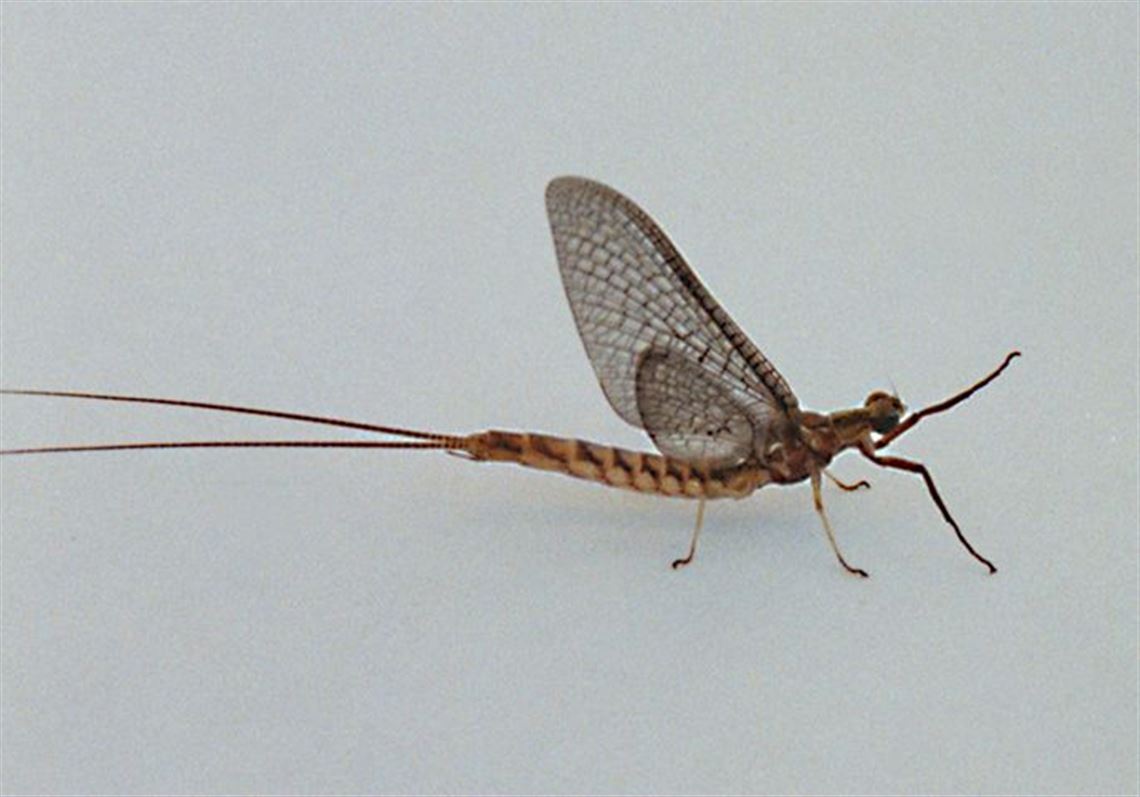 Mayfly Bite