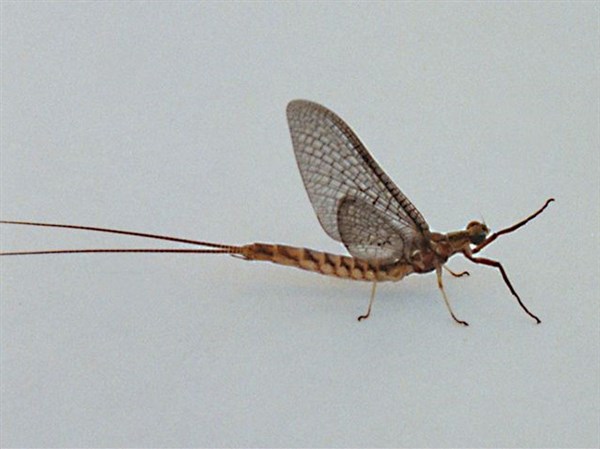 Mayflies may yet unhatch mayhem | The Blade