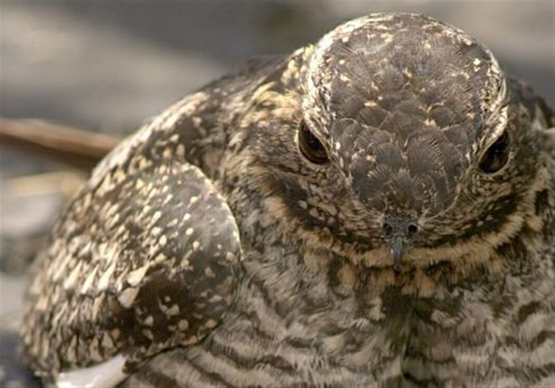 Common Nighthawk Baby
