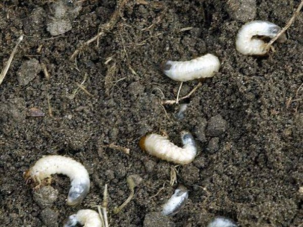 Get the jump on the next wave of grubs | The Blade