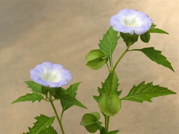 Rare, hardy weed worries N.W. Ohio ag scientists | The Blade