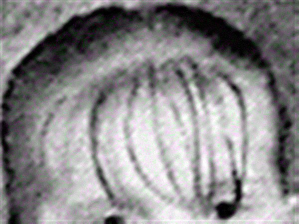 Adrian driver shot by officer dies | The Blade