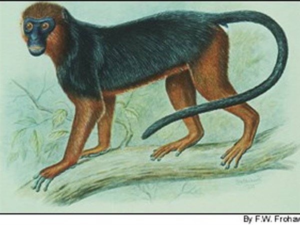 Extinct monkey still in business | The Blade