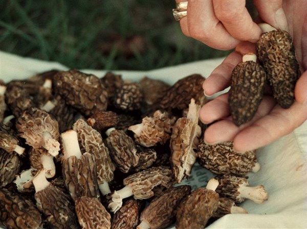 Morel Magic: From now through May, the hunt is on for the delicacy ...