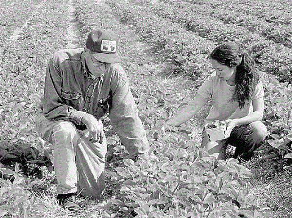 Annual area strawberry crop tardy, but tastier | The Blade