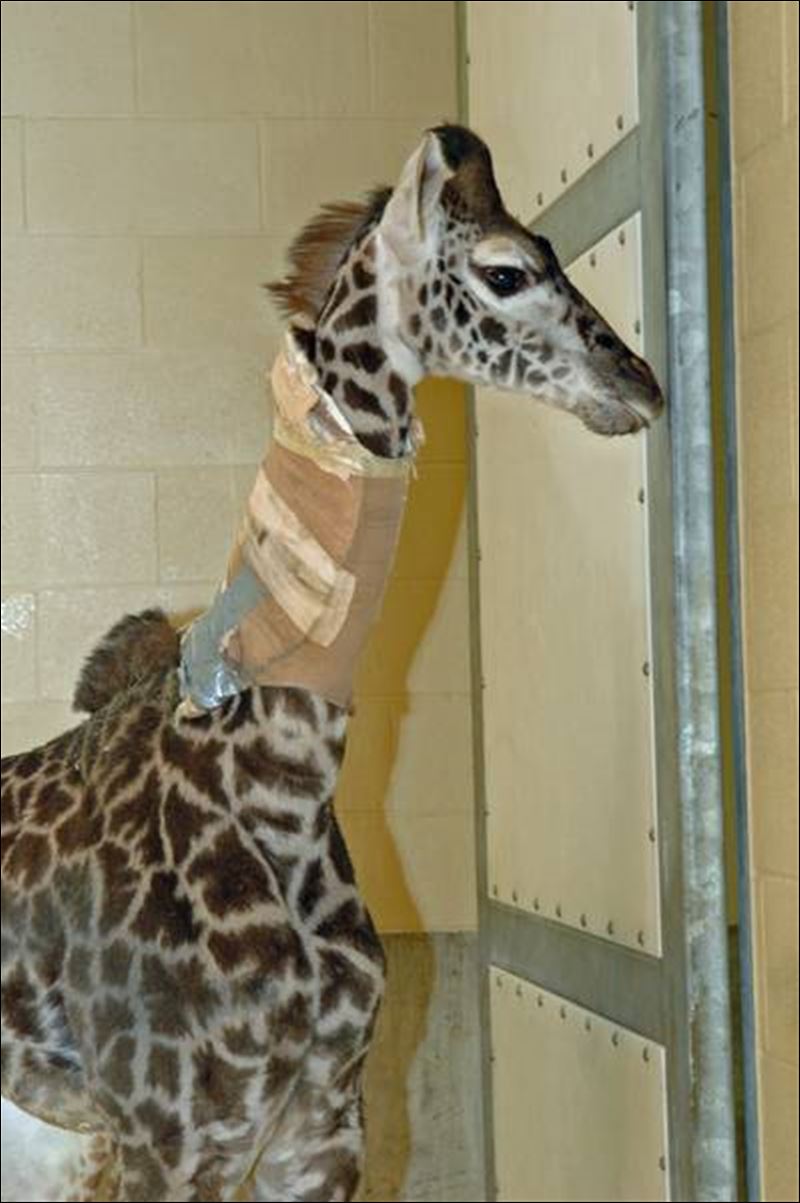 Kink in neck extends young giraffe s rash of misfortune - Toledo Blade