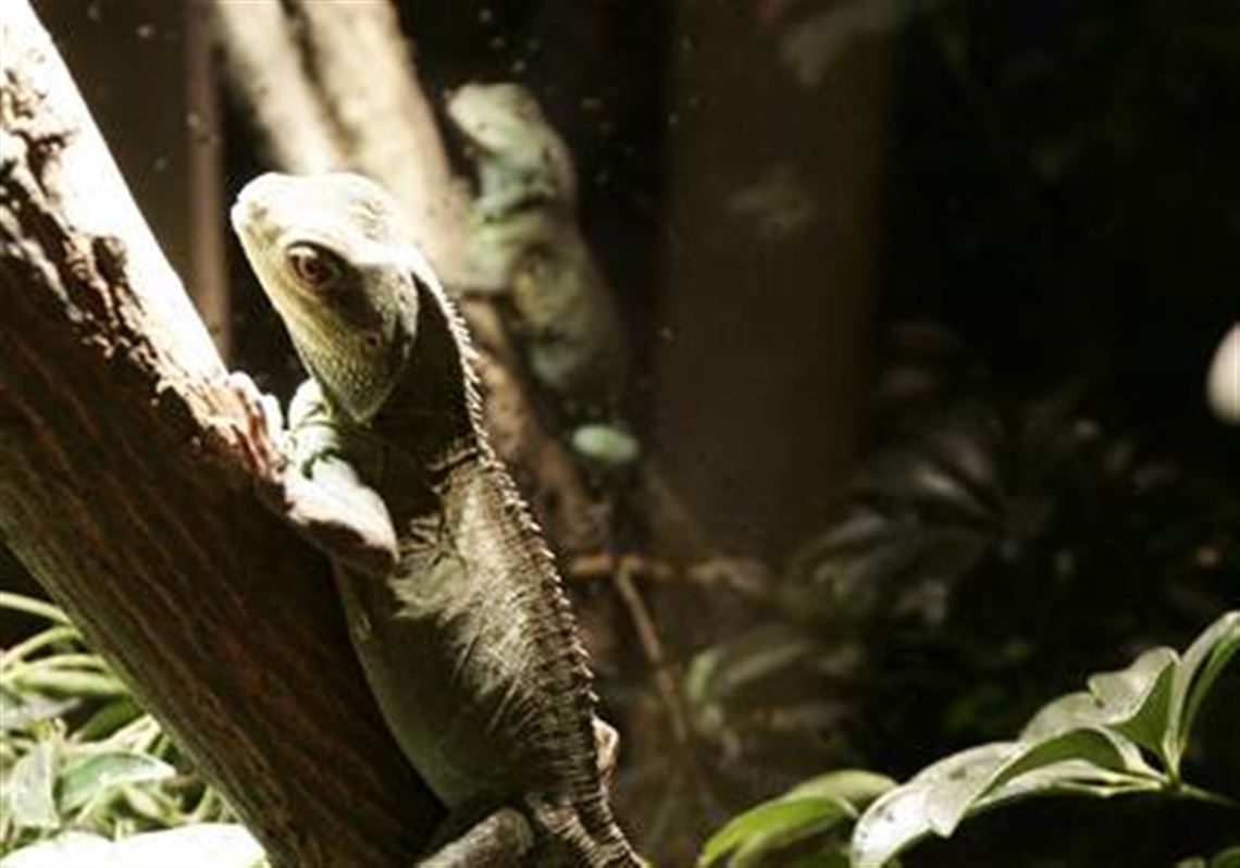 How Do Lizards Reproduce