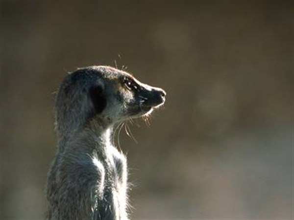 A family drama: Animal Planet documentary has elements of a soap opera ...