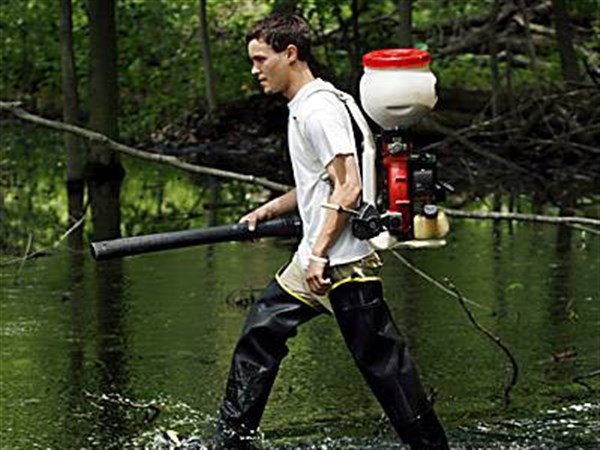 'Perfect storm' creates perfect swarm of pests | The Blade