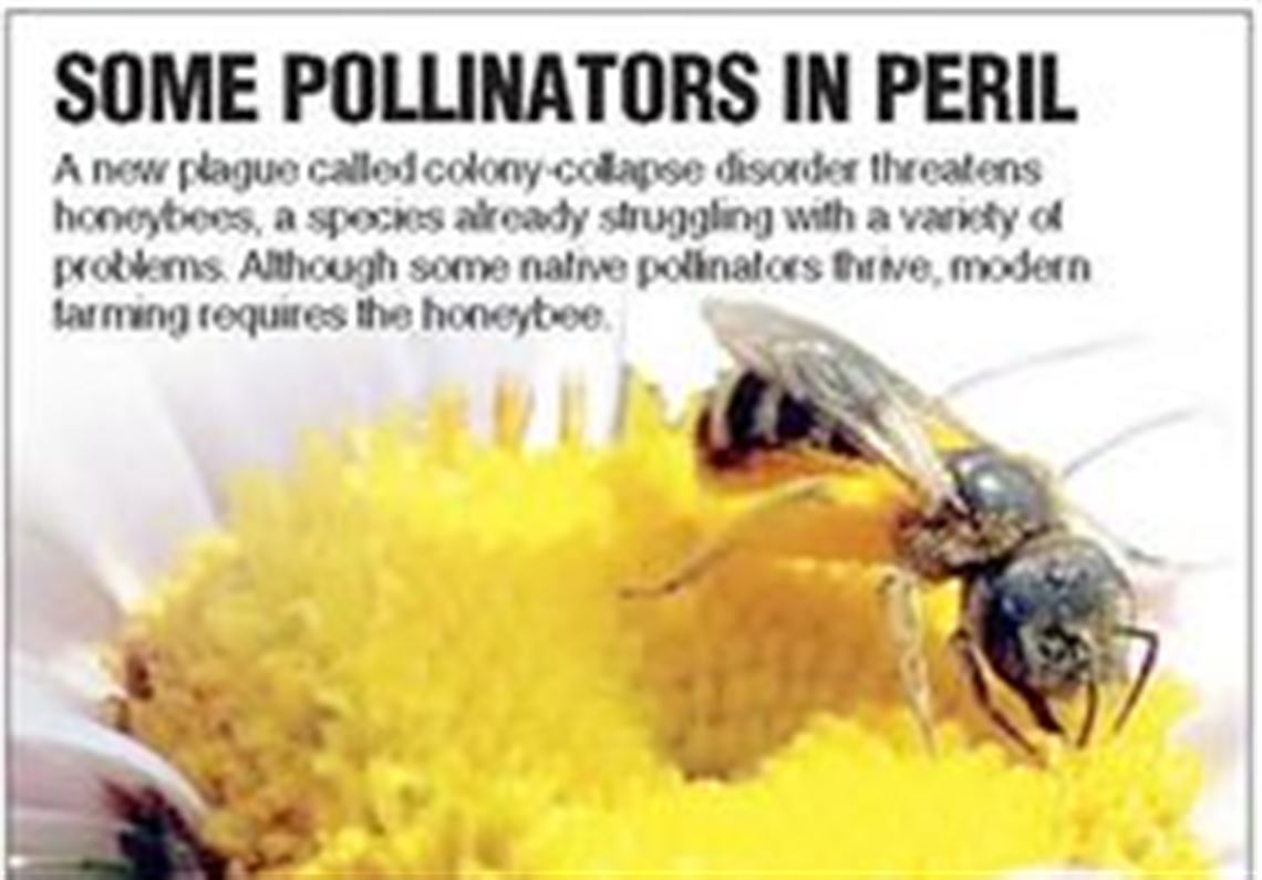 Honey Bee Colony Collapse Disorder