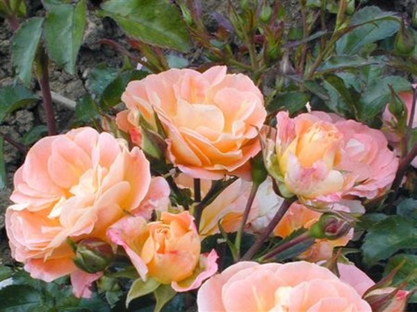 Shrub Roses Add Easy, Ever-blooming Color to Landscapes | The Blade
