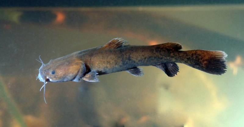 Flathead catfish come in all sizes - The Blade