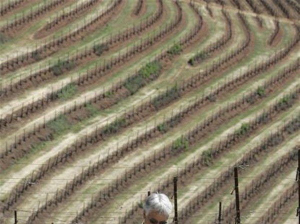 Old-fashioned method of 'dry farming' irrigates California vineyard ...