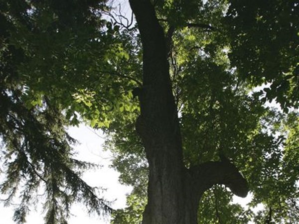 Sylvania sassafras among 11 in area on list of state-record trees | The ...