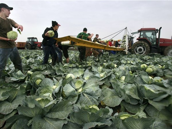 AT WORK IN THE CABBAGE PATCH | The Blade
