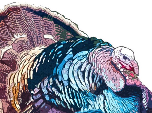 The truth about turkeys: the bird is a lot more than the centerpiece ...