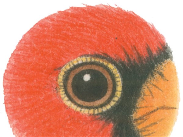 Bird vision is a sharp sight to see | The Blade