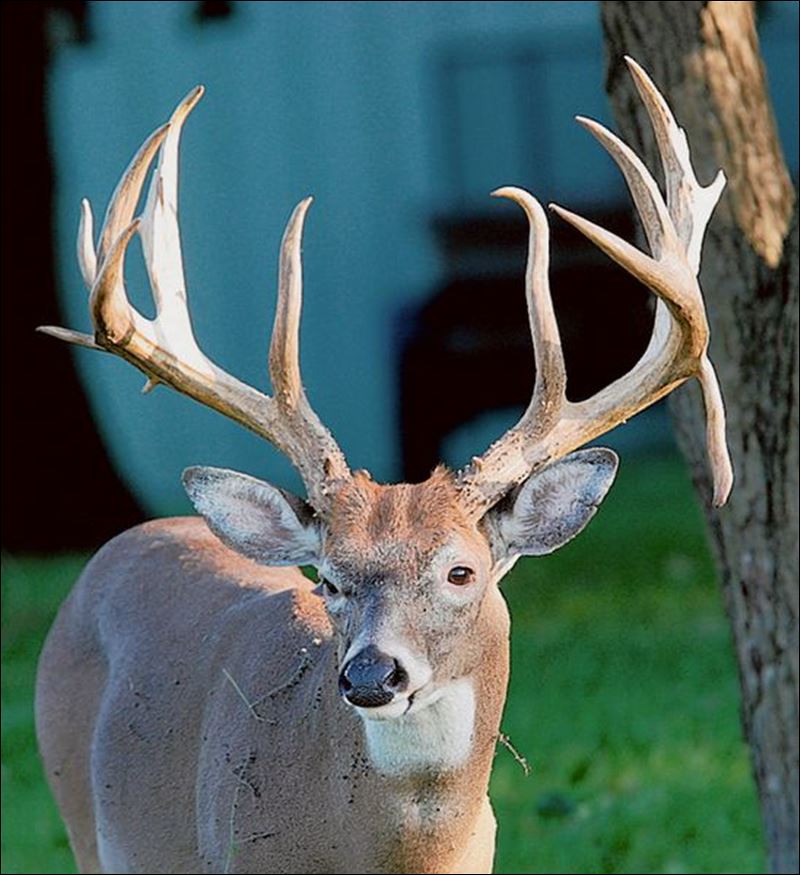 2 deer poachers get record $13,277 fine - Toledo Blade