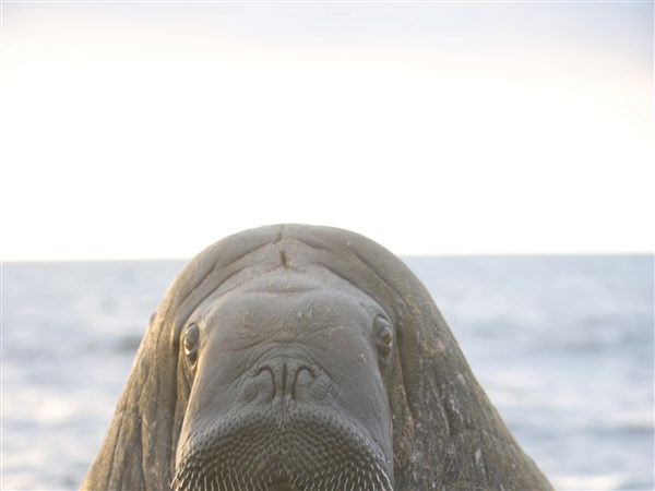 Animals get the spotlight | The Blade