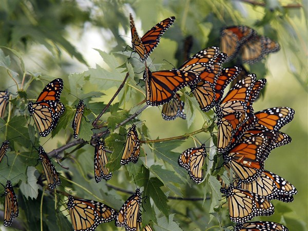 City, Lucas County plant milkweed to aid butterflies | The Blade
