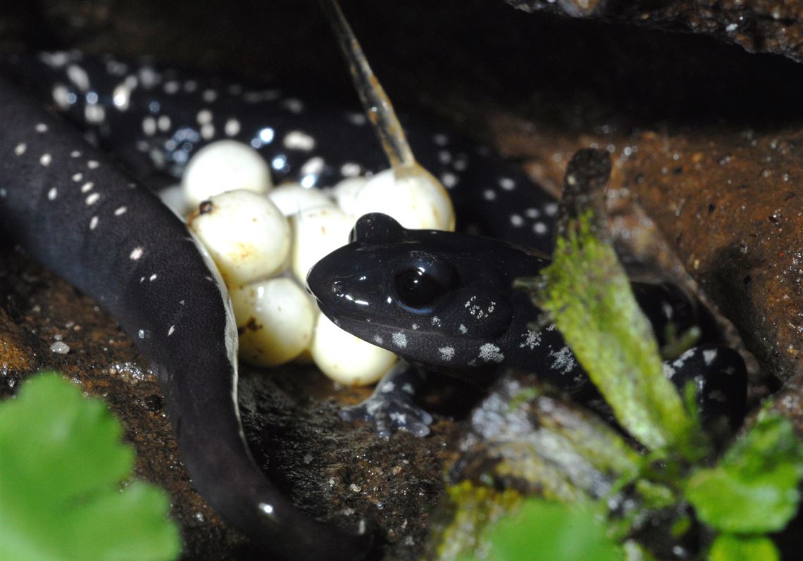 Salamander Eggs