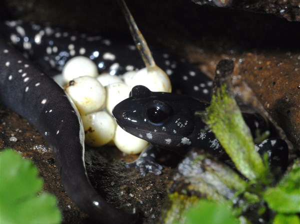 Humble creatures in the spotlight at Toledo Zoo | The Blade