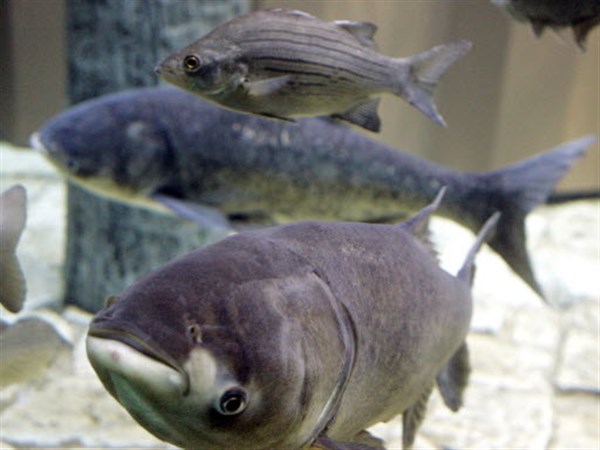 Invasive species imperils health of Great Lakes, regional economyGreat ...
