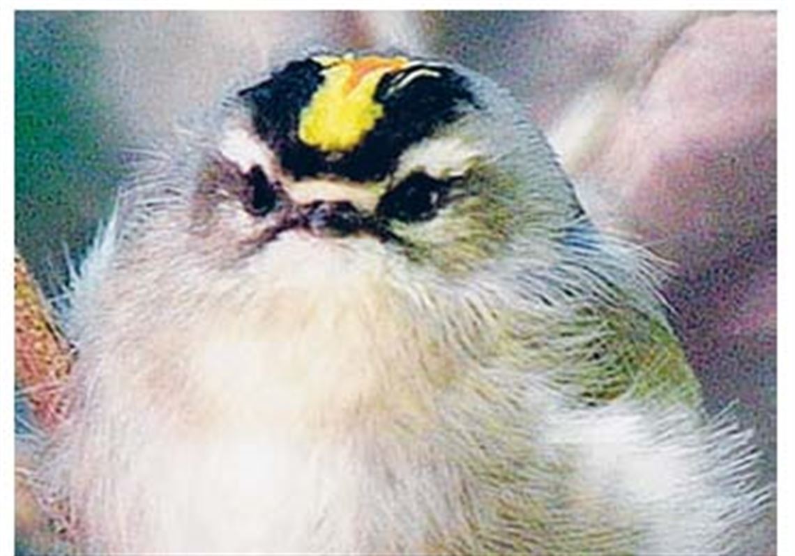 Golden Crowned Kinglet Winter