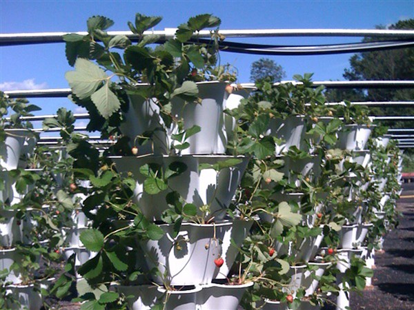 Towers of berries grow in Michigan | The Blade