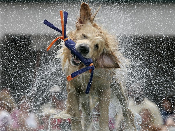 Dogs make splash diving into contest before 1,500 fans | The Blade