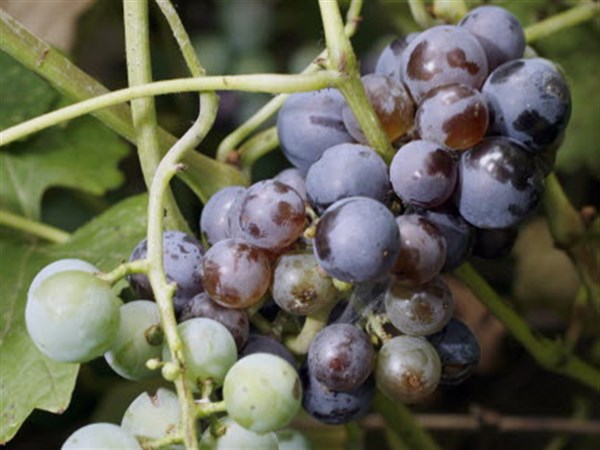 Weed It & Reap: Andreas Dionyssiou's Cyprus village in Sylvania Twp ...