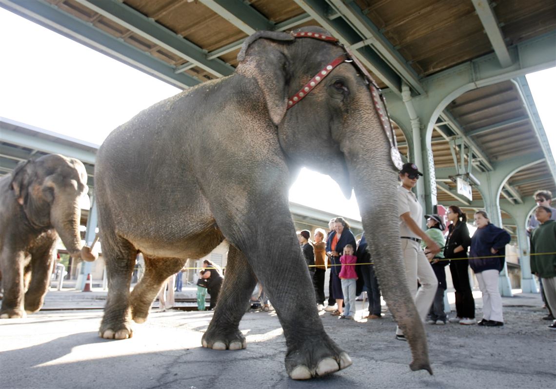How Circus Elephants Are Trained Circus Elephants In Spotlight