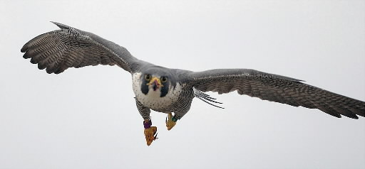 Peregrines calling northwest Ohio home again - The Blade