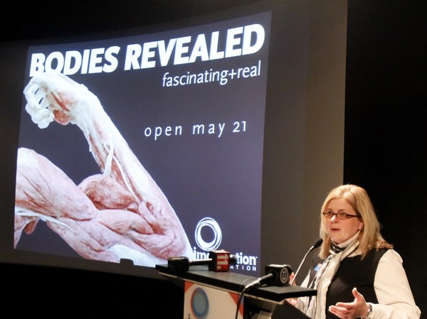 'Bodies Revealed' exhibit detailed | The Blade