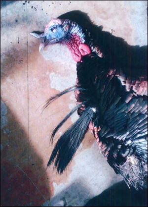 Multiple Beard Toms - Page 2 - HuntingNet.com Forums