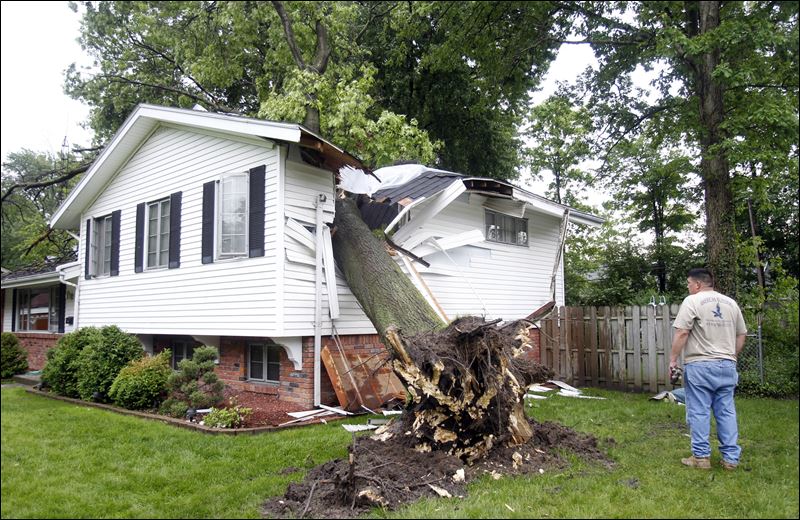 Is It Time To Cut Your Tree Down? Signs and Symptoms To Look For – A-1 ...