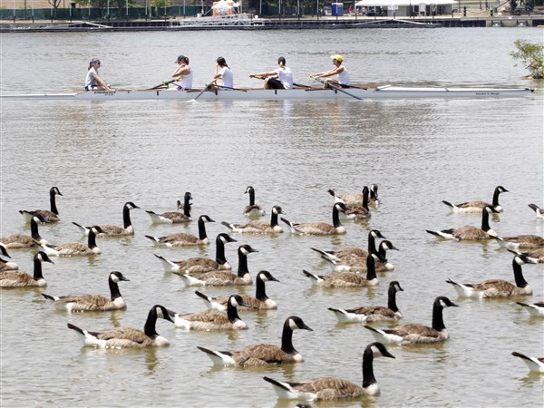 Rowing club offers day camp for youth | The Blade