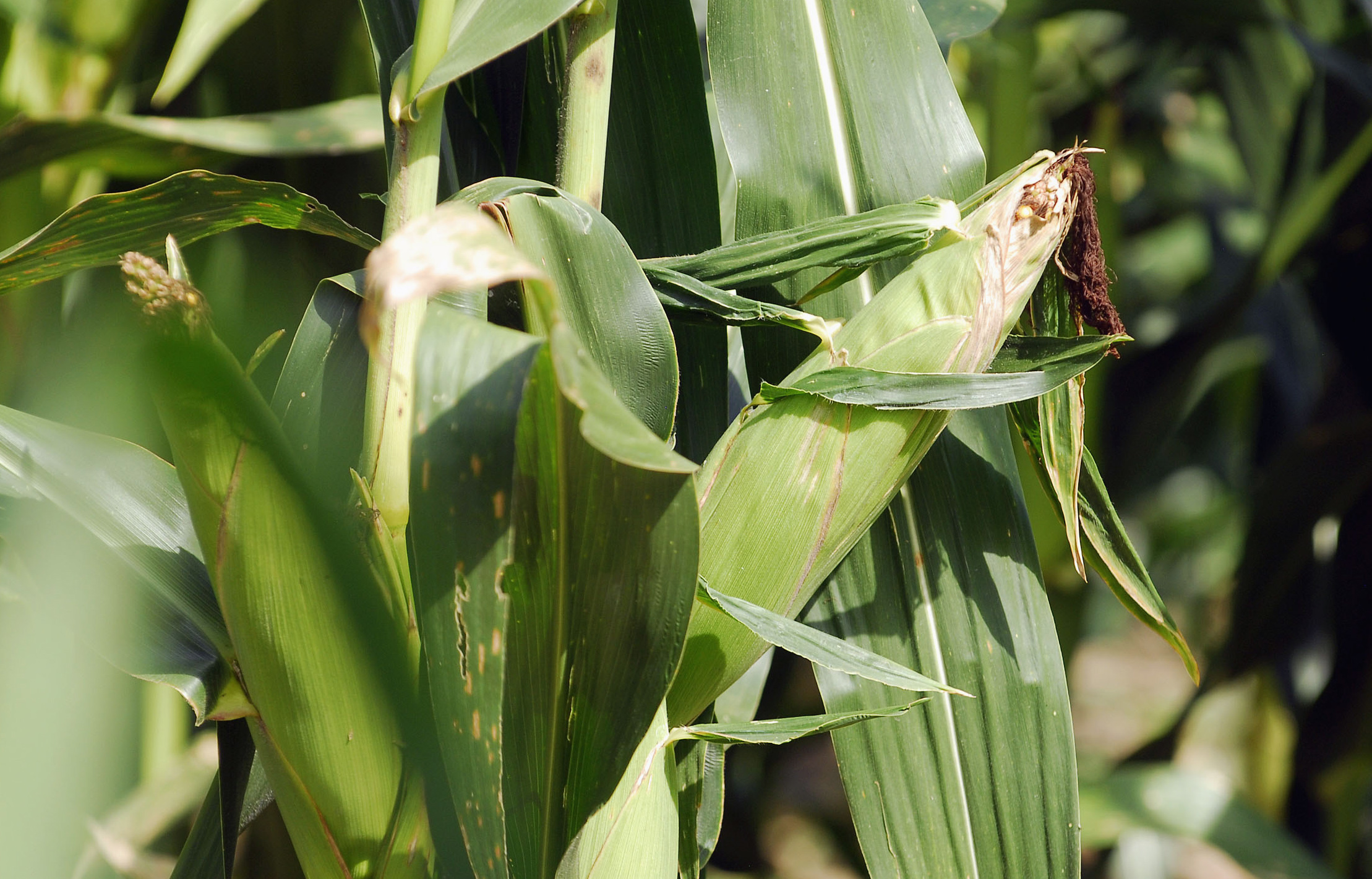 Food prices likely to pop up from damaged corn crops - The Blade