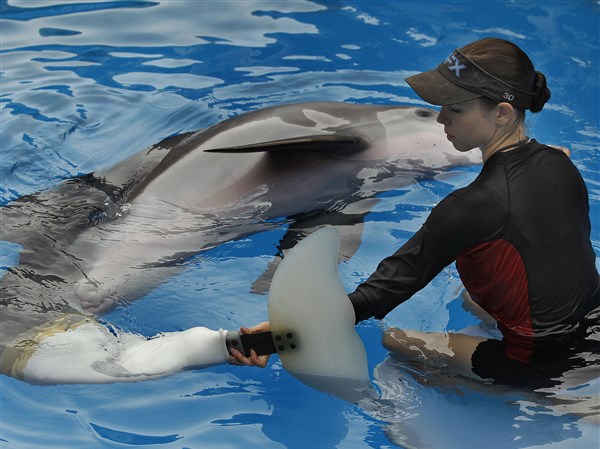 Dolphin plays herself in movie about remarkable survival after losing ...