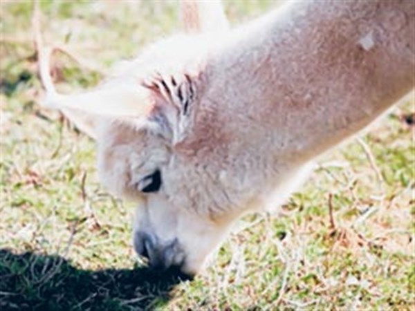 Farm program helps disabled gain skills | The Blade