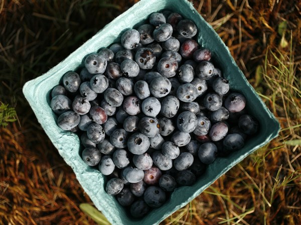Florida a growing blueberry state | The Blade