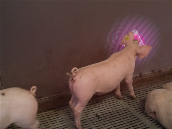 The philosophy of playing with your food | The Blade