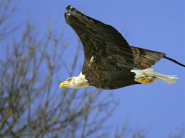Glimpse of bald eagle awesome | The Blade
