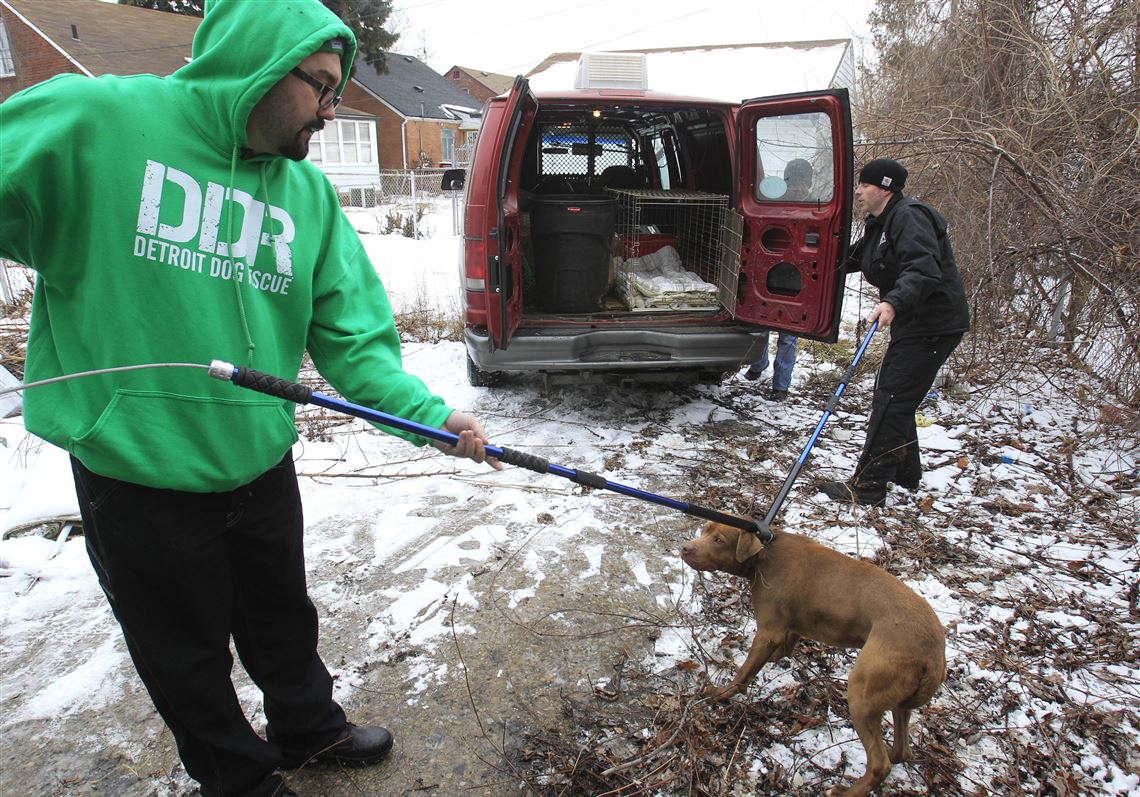 Detroit Dog Rescue Logo Detroit Dog Rescue Helps Find Dogs A Home