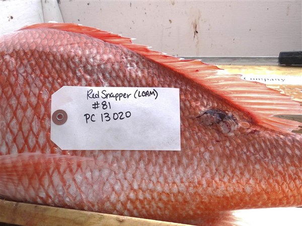 Scientists, fishermen troubled by sick fish caught near spill site 2 ...