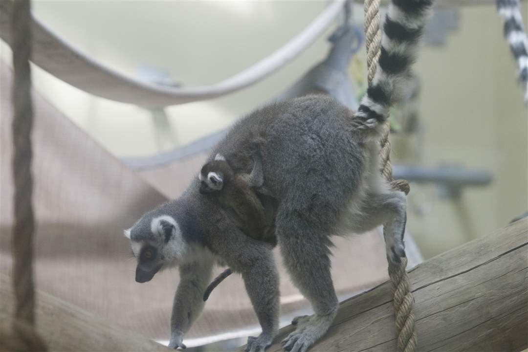 Lemurs Born at Toledo Zoo - The Blade